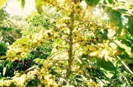 Coffee Producer Keith Pech on Panama Gesha and using his IKAWA